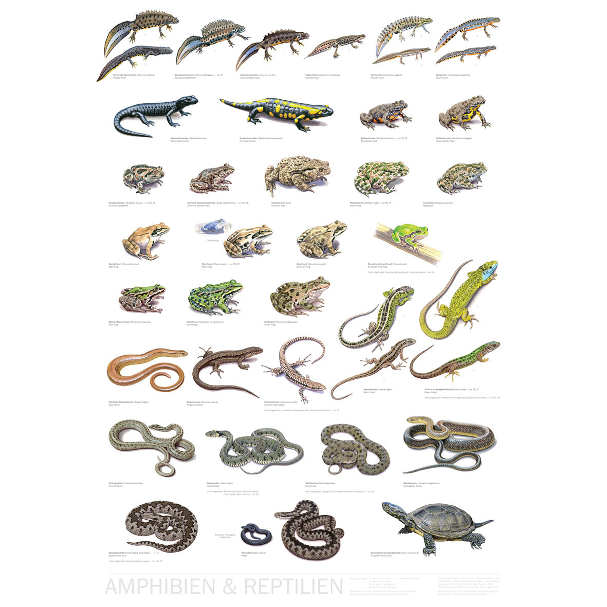 Poster "Amphibien und Reptilien" – Wissenladen